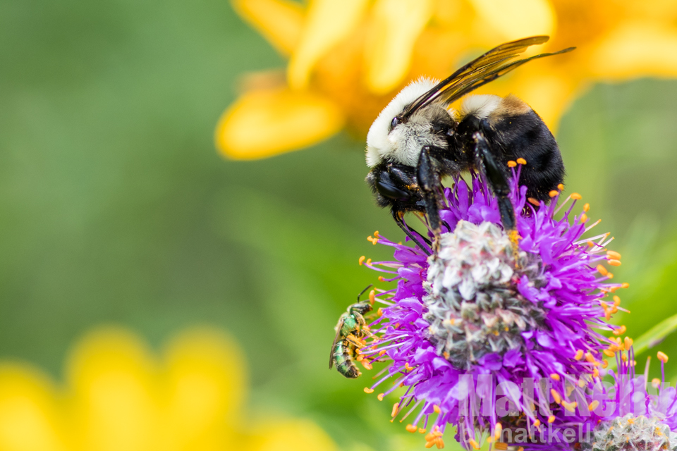 Bees of Kansas City – By Matt Kelly