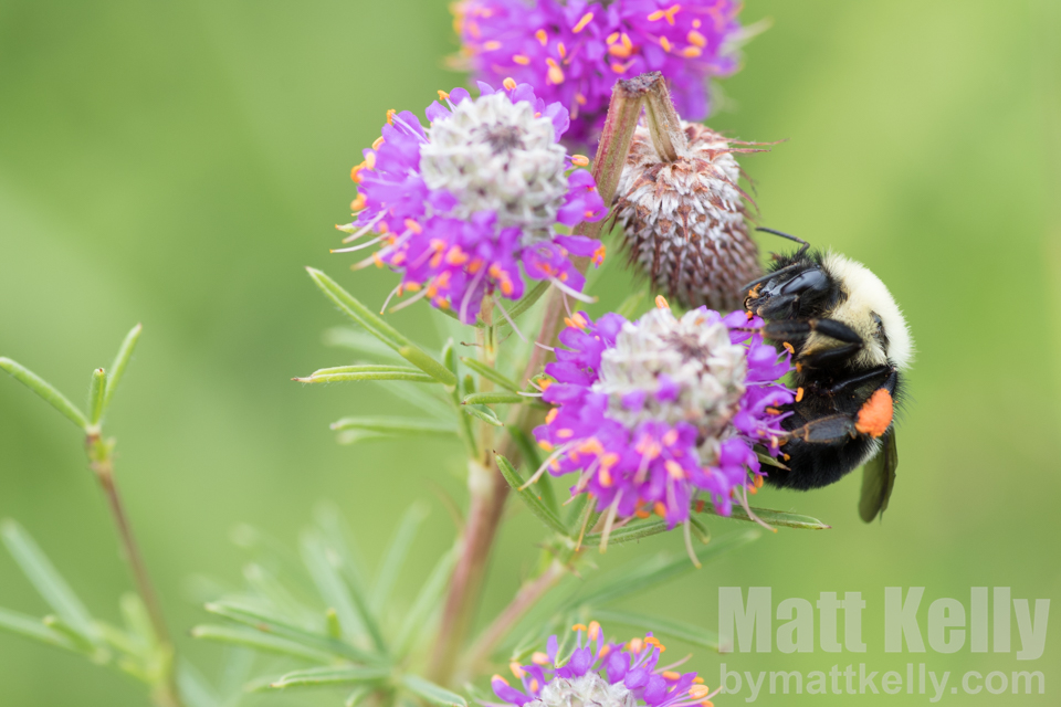 Bees of Kansas City – By Matt Kelly