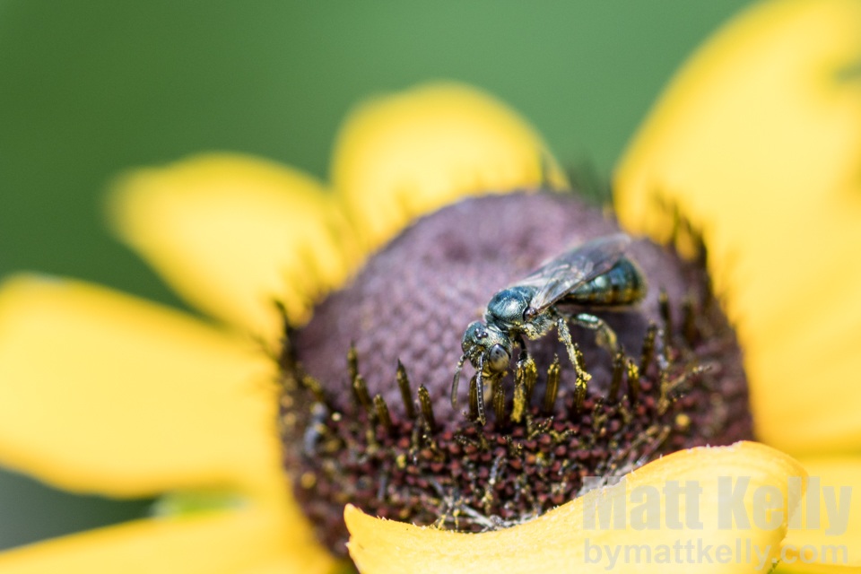 Bees of Kansas City – By Matt Kelly