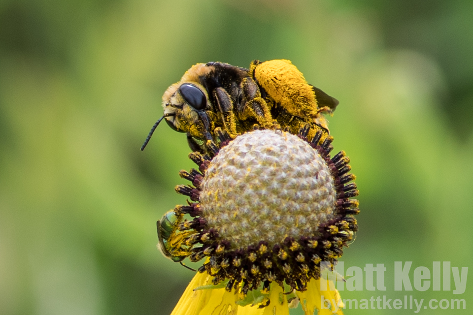 Bees of Kansas City – By Matt Kelly